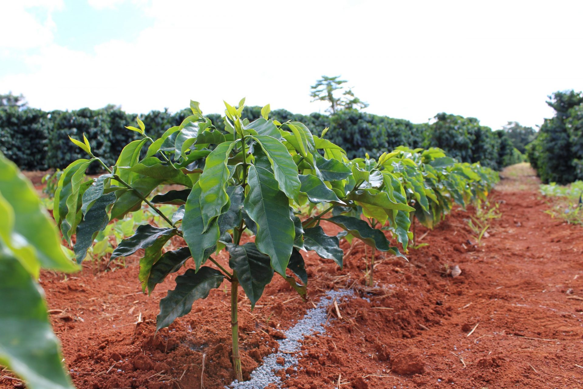 TMF Fertilizantes anuncia produto inovador para cultivo do café