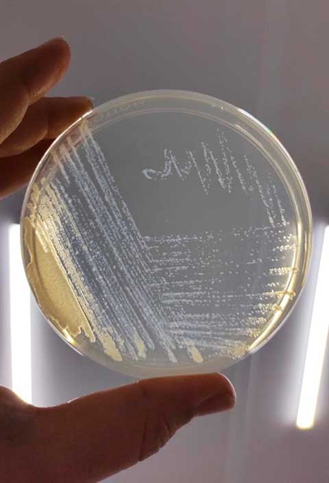 Vittia lança Meli-X Turbo, o mais completo extrator de nutrientes