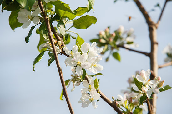 RASIP investe na locação de 300 milhões de abelhas para