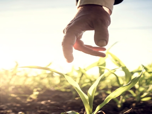 Desafios climáticos, sustentabilidade e inovação em formulações